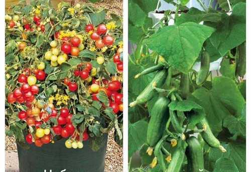 Семена для балкона и цветника томат огурец