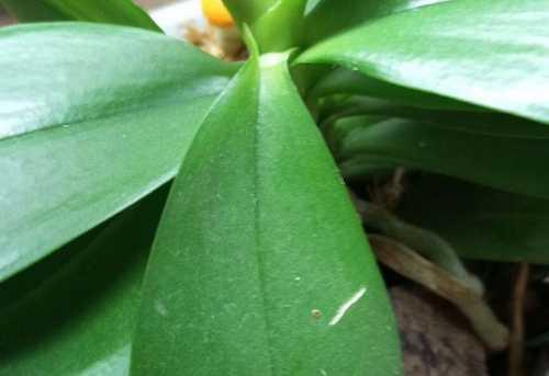 Орхидея фаленопсис джулия