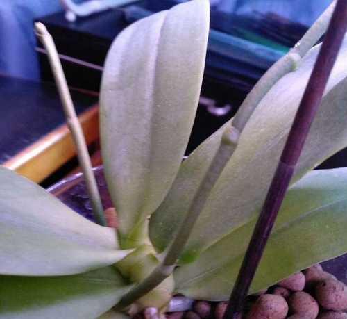Орхидея фаленопсис Лиодора
