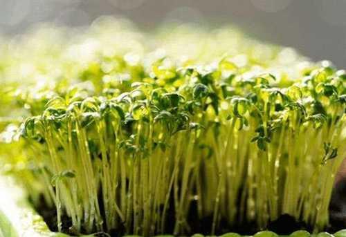 Семена микрозелени оптом