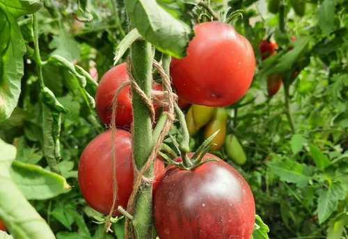 Семена антоциановых сортов томатов