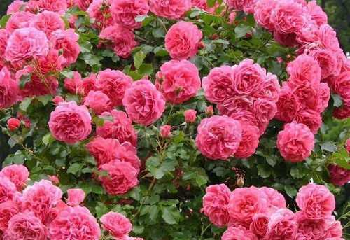 Плетистые розы (саженцы) на весну 2024 г