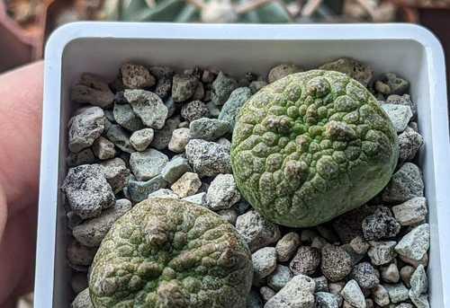 Pseudolithos Astrophytum Gymnocalycium