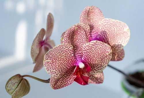 Орхидея фаленопсис сезам Sesame