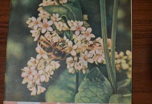 Журнал Пчеловодство №7 1967 г
