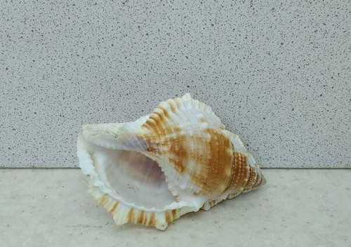 Бурса Спиноза 6,60 морская ракушка раковина