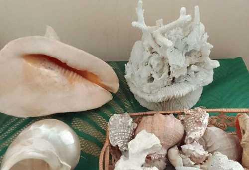 Морские ракушки и кораллы