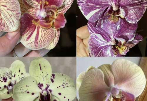 Орхидея фаленопсис шоколад, мармелад