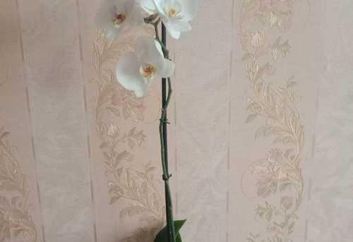 Орхидеи(обмен на замиакулькас равен)