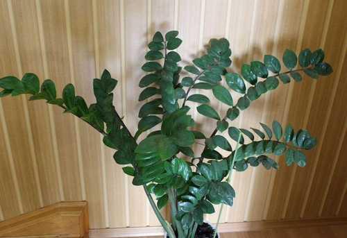 Цветок замиокулькас 95 см(денежное дерево ) 5 лет