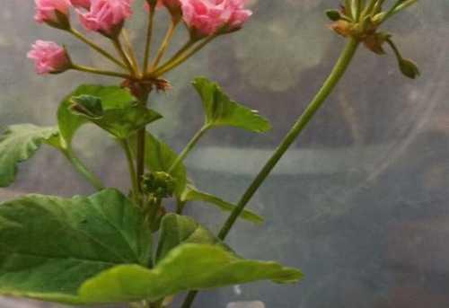 Герань пеларгония цветущее растение