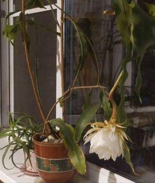 Царица ночи (Epiphyllum oxypetalum)