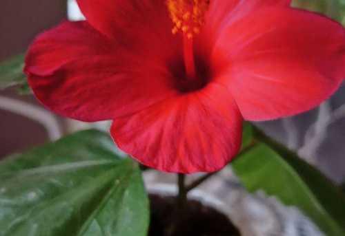 Гибискус комнатный красный цветок колокол