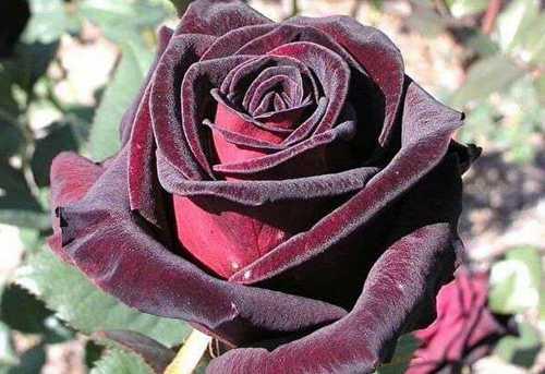 Роза черная саженцы