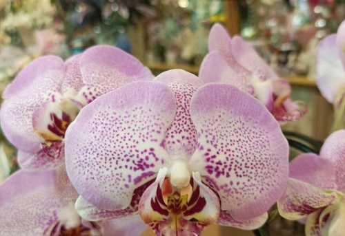 Орхидея фаленопсис 2 st на опоре