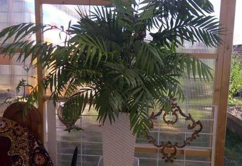 Комнатная пальма Хамедарея