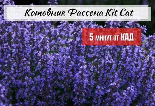 Котовник Фассена, растения для природного сада