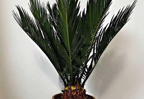 Цикас Революта (Cycas Revoluta) D 12