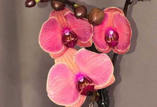 Орхидея фаленопсис Asian Coral Азиатский Корал