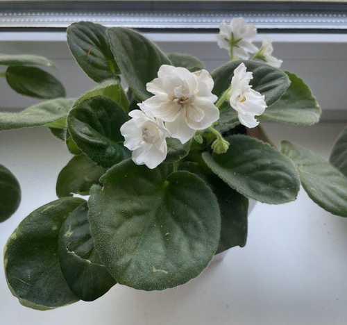 Фиалка цветущая белая в горшке