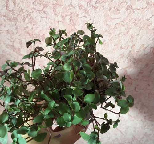 Каллизия ползучая callisia repens