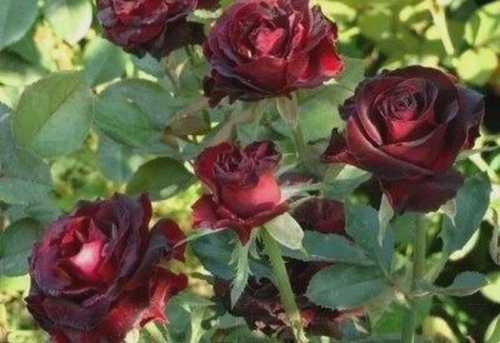Саженцы розы садовой