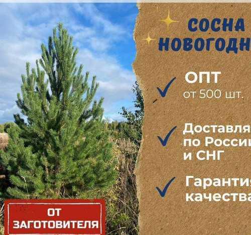 Качественные новогодние сосны оптом от заготовителя