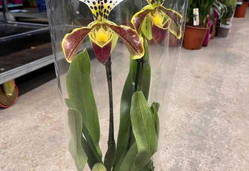 Орхидея разные редкие подарок в наличии