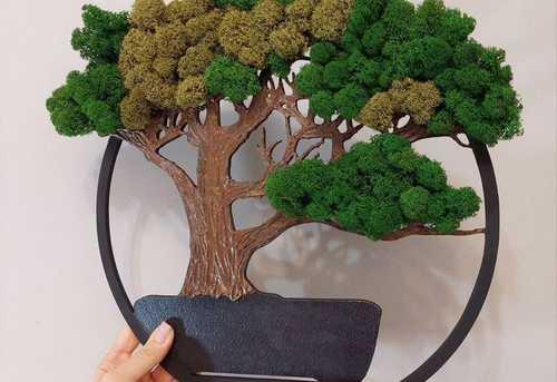 Дерево бонсай со стабилизированным мхом