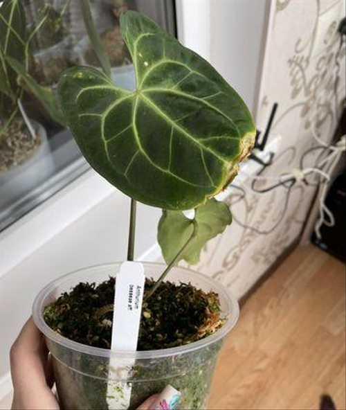 Anthurium besseae aff