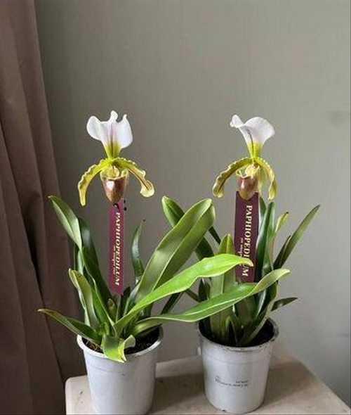 Орхидея Пафиопедилум в наличии