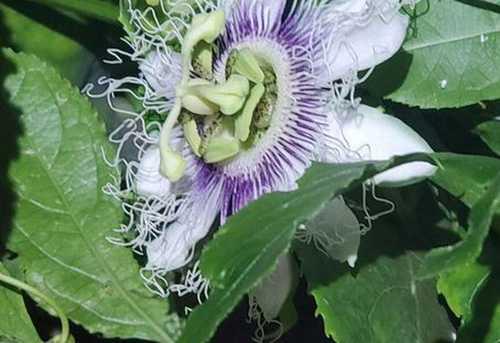 Маракуйя-эдулис (сьедобная), экзотические растения