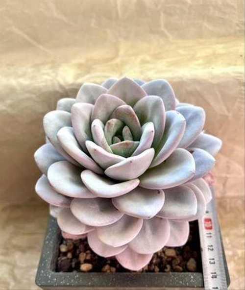 Echeverias (эчеверии, эхеверии, суккуленты)