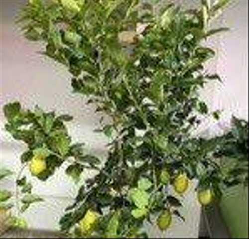 Лимон / Лимонное дерево Н 175 см с плодами