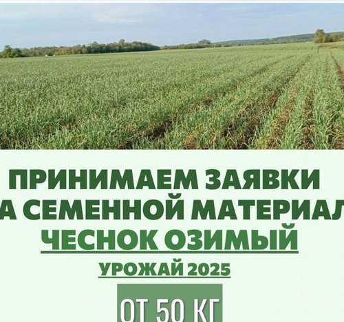 Чеснок озимый на посадку