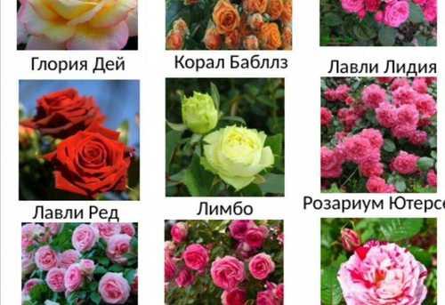 Розы цветы саженцы