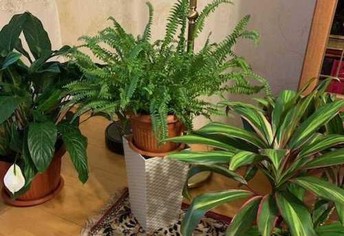 Комнатные домашние растения