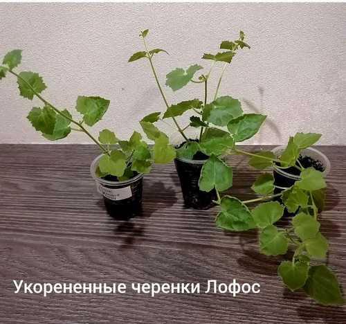 Комнатные цветы