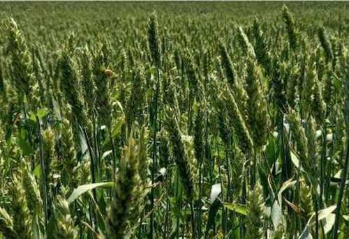 Семена "Еланчик" озимая пшеница элита