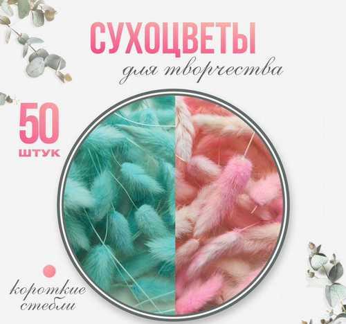 Сухоцветы для декора и творчества, лагурус 50 шт