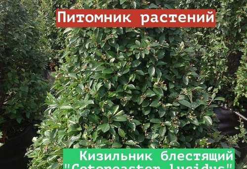 Кизильник блестящий Cotoneaster lucidus Оптом из