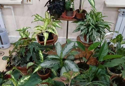 Комнатные растения, много разных видов
