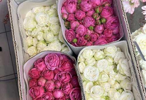 Пионовидные розы Оптом Розовые белые букет