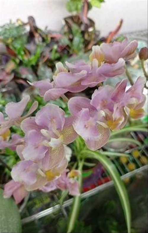 Орхидея парфюмерная фабрика арома мутация