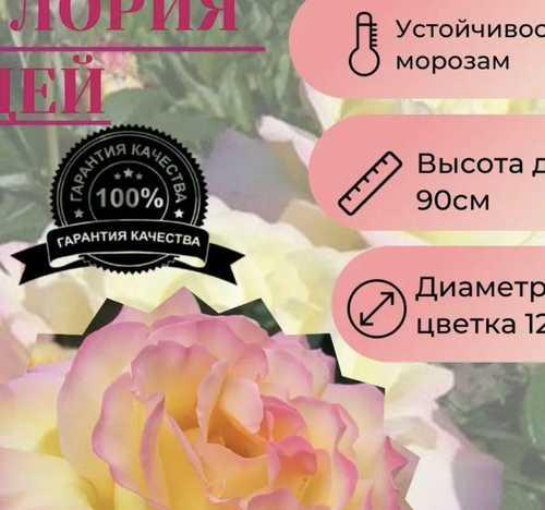 Кустовые розы саженцы розница опт чайные