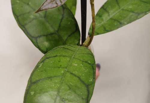 Хойя sp. (Sabah) 'Sabah-beauty'