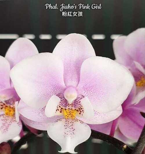 Орхидея фаленопсис Phal. Jiaho's Pink Girl