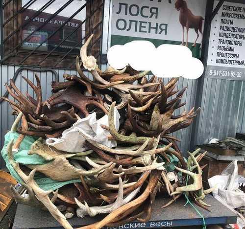 Рога Лось, Олень ку. П.И.м