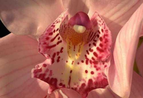 Грунт кора для орхидеи