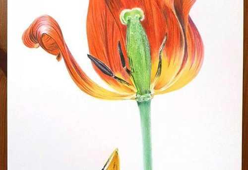 Картина Красный тюльпан